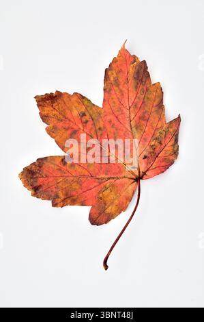 Sycamore brown autumn leaf, autumn leaf of plane tree different colors ...