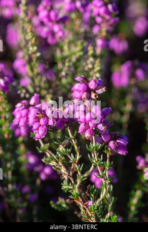 Colourful purple / pink bell heather plants (erica cinerea) starting to ...