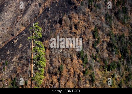 Autumn Burn, scorched by wildfire in northern California, is a ...