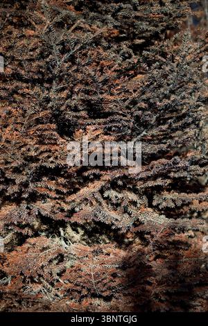 Dry Conifer Tree Branches After Wildfire Stock Photo - Alamy