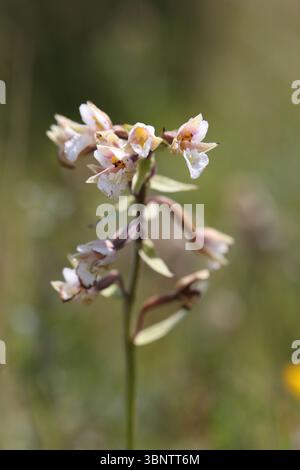 Epipactis palustris (marsh helleborine), a beautiful wild orchid native ...