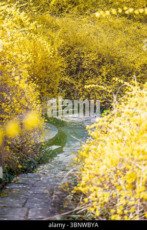 Spring flowers in bloom at Dumbarton Oaks in Georgetown, Washington, D ...