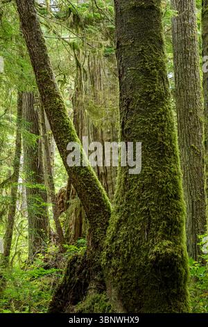 An old Western Red Cedar tree and forest in the North Cascades of ...