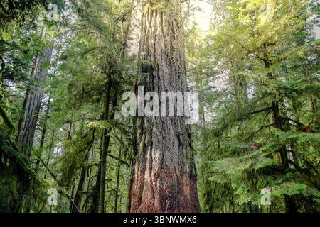 Lush rainforests in Cathedral Grove on Vancouver Island in British ...