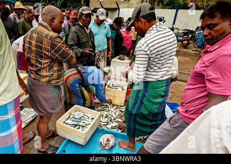 The fish market of Matara in Sri Lanka Stock Photo - Alamy