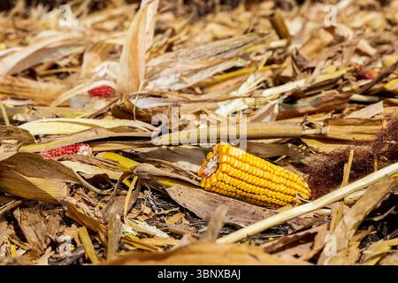 Corn stover in cornfield after harvest. Biomass energy, ethanol and ...