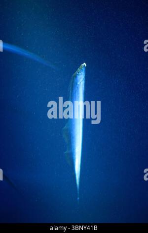 Japanese cutlassfish or largehead hairtail (Trichiurus lepturus) or ...