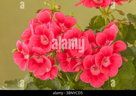 Pelargonium "Pretty Little", Geranium Stock Photo - Alamy