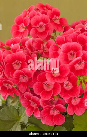 Pelargonium "Pretty Little", Geranium Stock Photo - Alamy