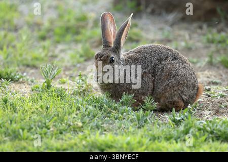 Bush hare (Lepus saxatilis), adult, foraging, alert, Montain Zebra ...