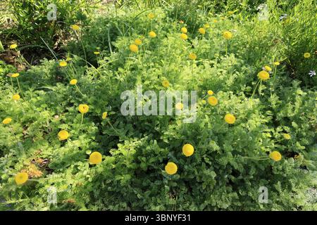Anacyclus valentinus, flower, flowering, Kirstenbosch Botanical Gardens ...