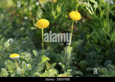 Anacyclus valentinus, flower, flowering, Kirstenbosch Botanical Gardens ...