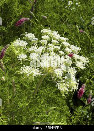 laserwort, laserpitium siler Stock Photo - Alamy