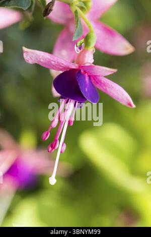 A closeup shot of Fuchsia plant in bloom against green plants ...