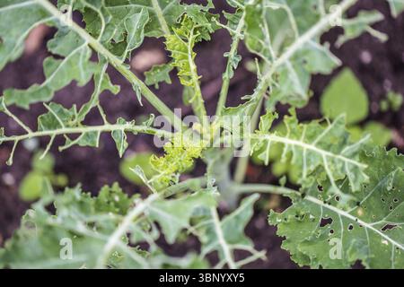 Kale leaves eaten away by caterpillars outdoors in the vegetable garden ...