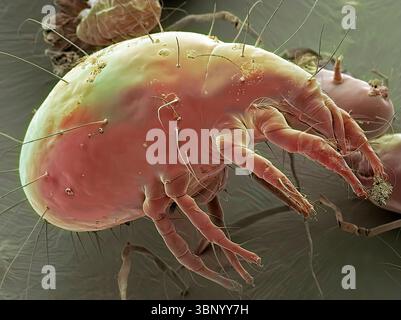 Dust mites. Coloured scanning electron micrograph (SEM) of ...