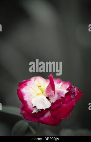 Overblown red yellow rose in front of gray background Stock Photo - Alamy