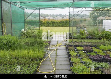 Plant containers with garden plant at a Dutch garden centre Stock Photo ...