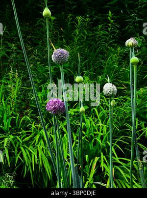 Garden Leeks left to go to seed (bolting) with tall stems and beautiful ...