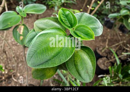 Pleroma, ornamemtal plant, El Jardin de Celeste restaurant & garden ...
