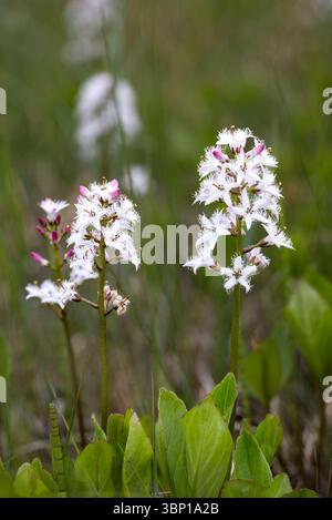 Bog bean (Menyanthes trifoliata), leaves from above, Esterfelder Moor ...
