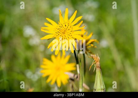Tragopogon pratensis, meadow salsify yellow flower in meadow closeup ...