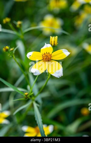 A Shallow focus of a Bidens ferulifolia flower in a field Stock Photo ...