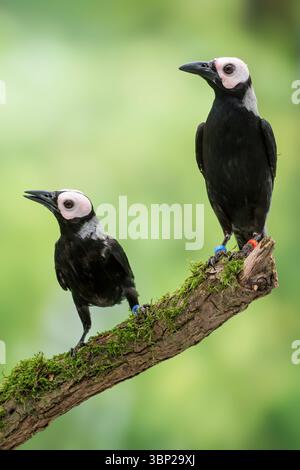 Coleto, Sarcops calvus Stock Photo - Alamy