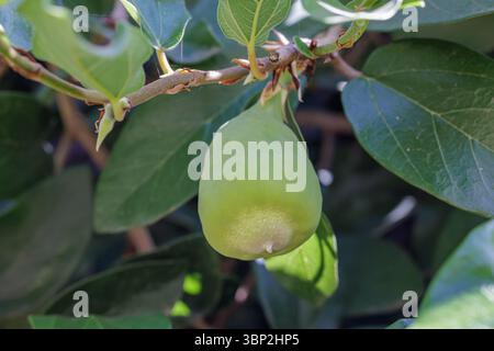 Creeping fig Ficus pumila Stock Photo - Alamy