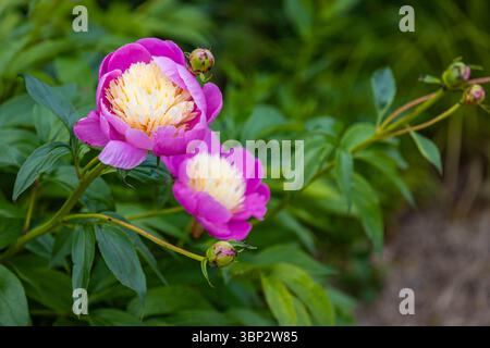 Violet peony flowers Stock Photo - Alamy
