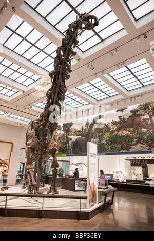 Brontosaurus excelsus skeleton. The mural inside the Yale Peabody ...
