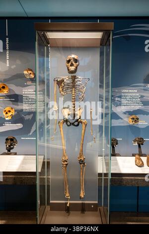 Skeleton of Turkana boy, Homo Erectus, 1 6 million years old found by ...