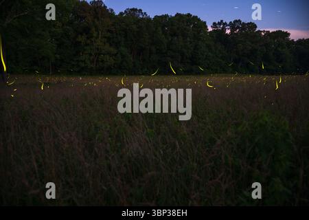Bioluminescent fireflies glow and flash in a pasture at sunset Stock ...