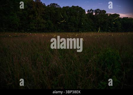 Bioluminescent fireflies glow and flash in a pasture at sunset Stock ...