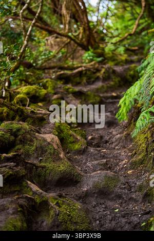 Wet and muddy forest trail with exposed roots and ferns in the ...