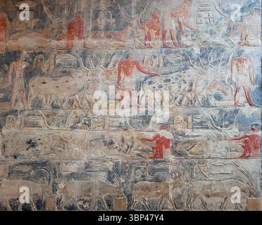A photograph of a relief within the tomb of Unas, built in the 24th ...
