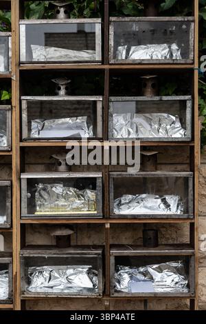 A wall of unlit, glass-enclosed Hanukkah menorahs lined up outside a ...