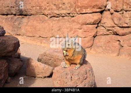 Chinchilla's rock, Roca de viscachas, Cute viscacha in the High Andean ...