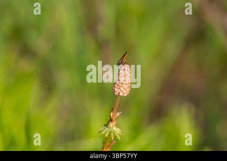 Close-up photo of a fertile shoot (sporangium) of common horsetail ...