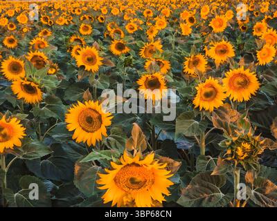 Field of blooming sunflowers in the morning light. Background scenery ...