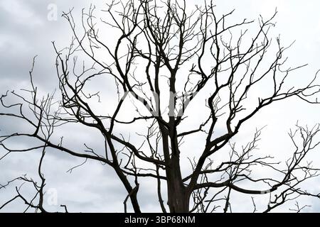 Wooden stem without bark Stock Photo - Alamy
