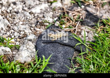 A small lizard amongst the rocks in the everglades outside of Fort ...