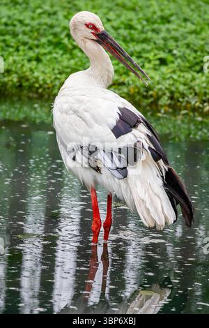 Oriental White Stork or Oriental stork (Ciconia boyciana) is a large ...
