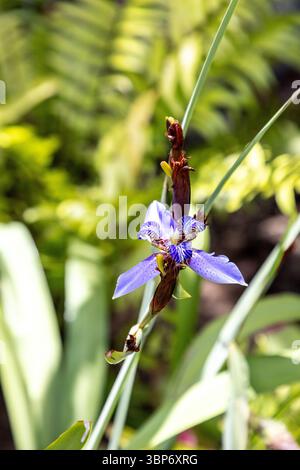 Purple Regina Iris Neomarica caerulea blooms in Florida in spring in a ...