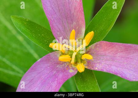Pacific trillium (Trillium ovatum) along Iron Mountain Trail ...