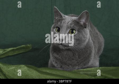 Russian blue tomcat in the studio in front of a white background on a ...