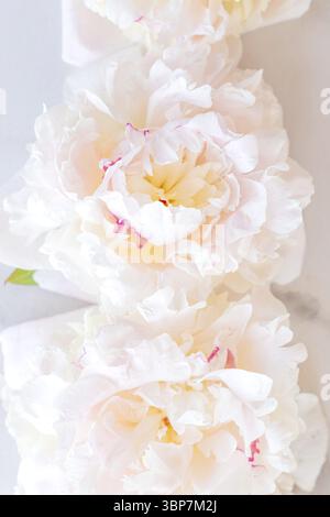 pink peonies in pastel colors close-up, flower pattern, floral ...