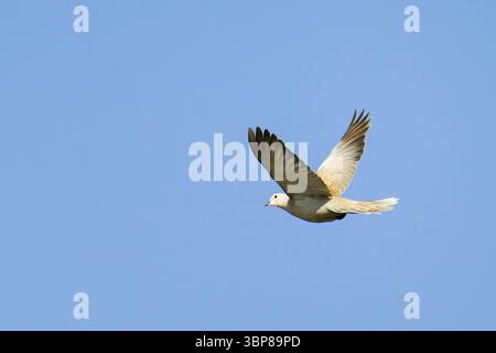 Eurasian collared Dove in Flight Stock Photo - Alamy