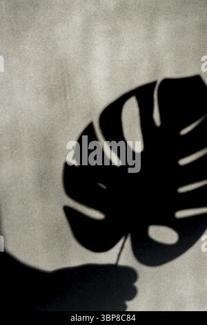 Monstera leaf on a gray white background. Tropical leaves. Copy space ...