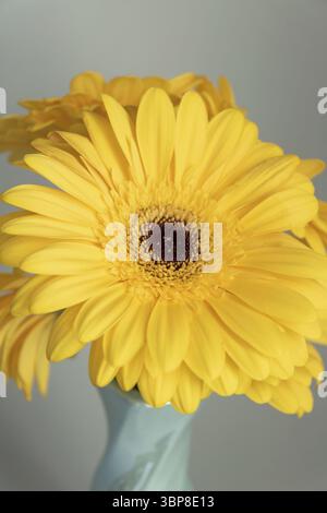 Demonstrating trendy colors 2021 - Gray and Yellow. Color of the year ...